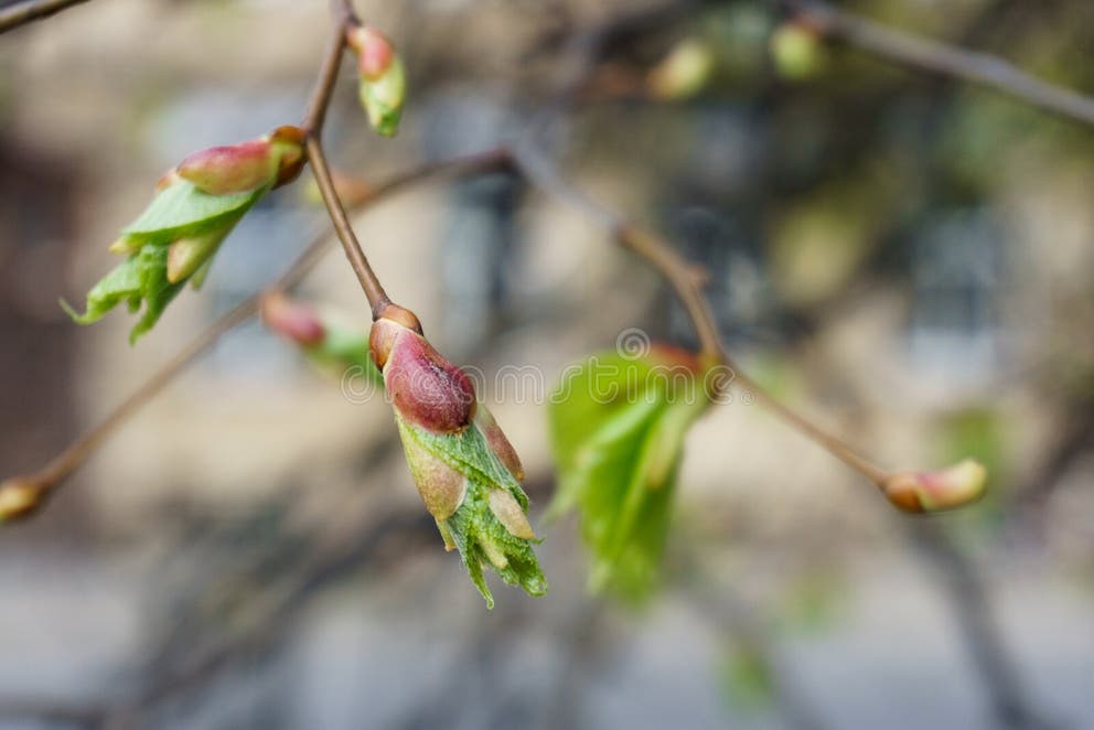 Sprouting bud in spring stock photo. Image of develop - 91962696