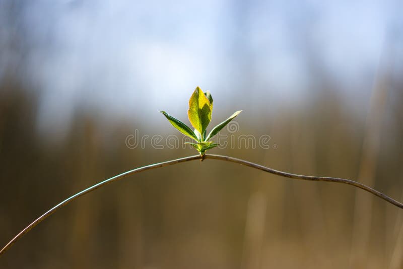A Sprouting Bud on a Twig, Resembling a Rope-walker Stock Image - Image ...