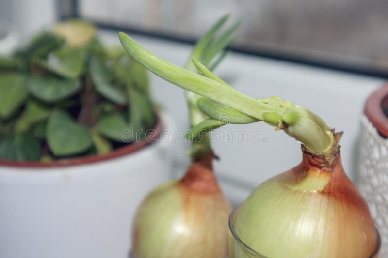 Sprouting Bulb Young Green Sprouts Growing Its Upper Part Stock Photos ...