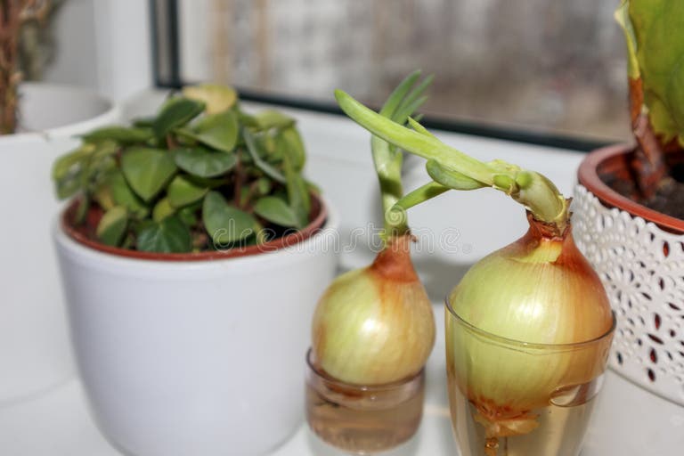 .a Sprouting Bulb with Young Green Sprouts Growing from Its Upper Part ...