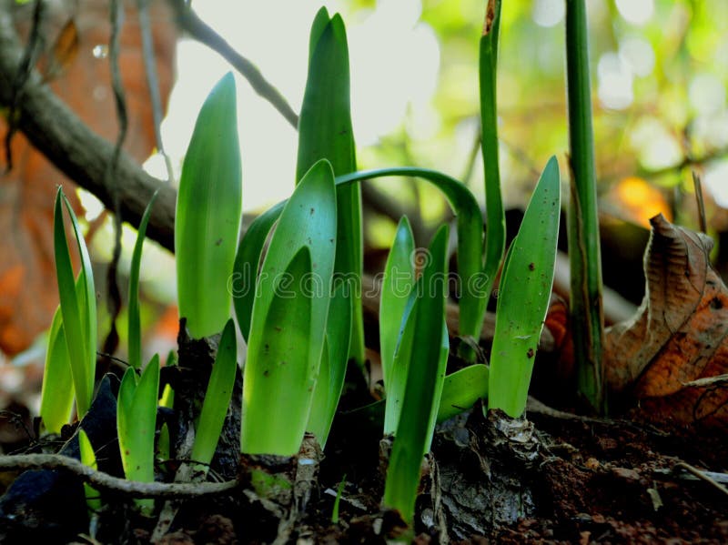 Sprouting stock photo. Image of plant, leaf, closeup - 85664862