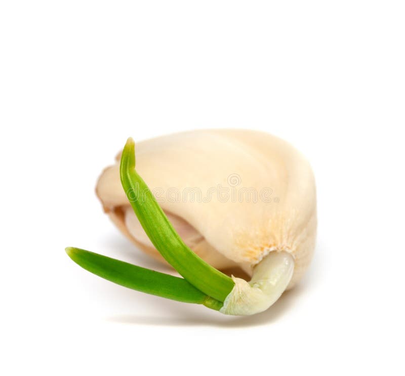 Sprouting clove of garlic stock image. Image of clove - 38992435