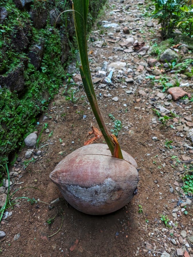 Sprouting Coconut on the Ground. Stock Image - Image of soil, life ...