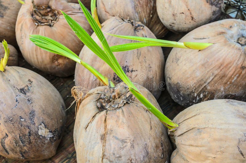 Sprouting coconut stock photo. Image of grow, plant, coastline - 61981404