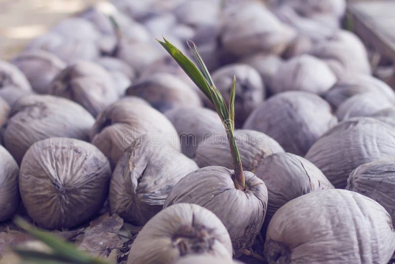 A Sprouting Coconut On The Seashore Stock Image - Image of survivor ...