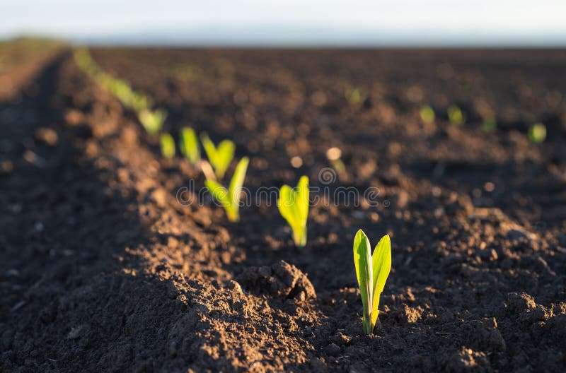 Sprouting Corn Agriculture on a Field in Sunset Stock Photo - Image of ...