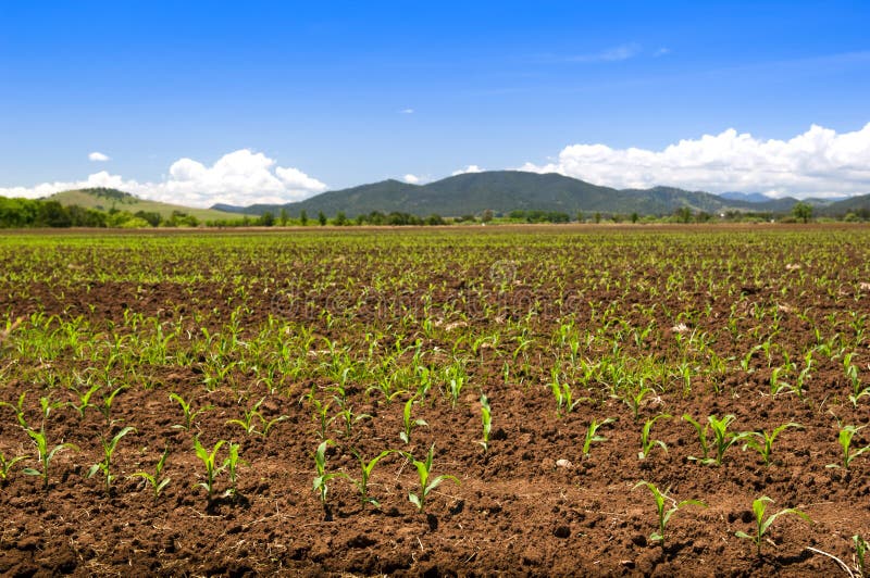 Sprouting Corn Crop stock photo. Image of grow, plant - 17422470