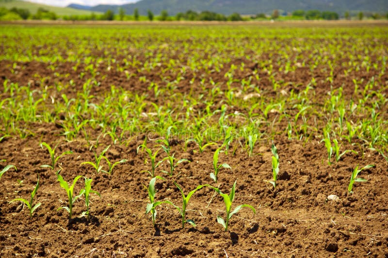 Sprouting Corn Crop stock photo. Image of grow, plant - 17422470