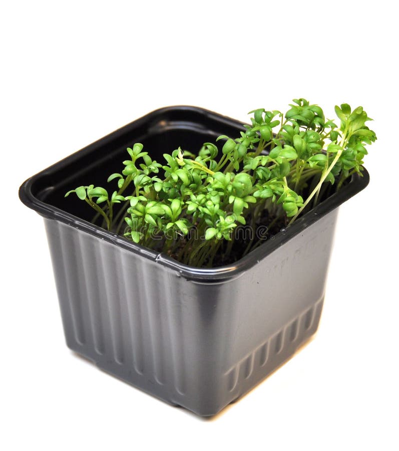 Sprouting cress stock image. Image of fresh, growth, salad - 22824613