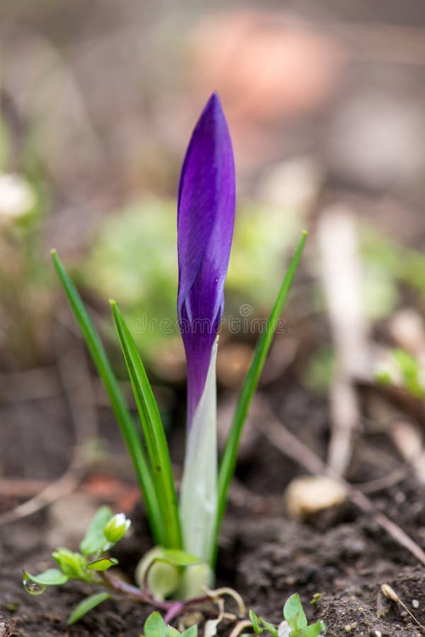 Sprouting Crocus in Spring Garden Stock Photo - Image of leaf, beauty ...