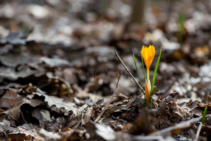 Sprouting Crocus in Spring Garden Stock Photo - Image of growth, beauty ...