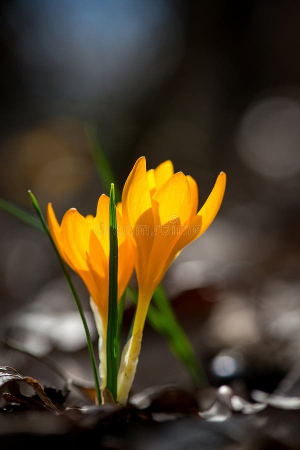 Sprouting Crocus in Spring Garden Stock Photo - Image of beautiful ...
