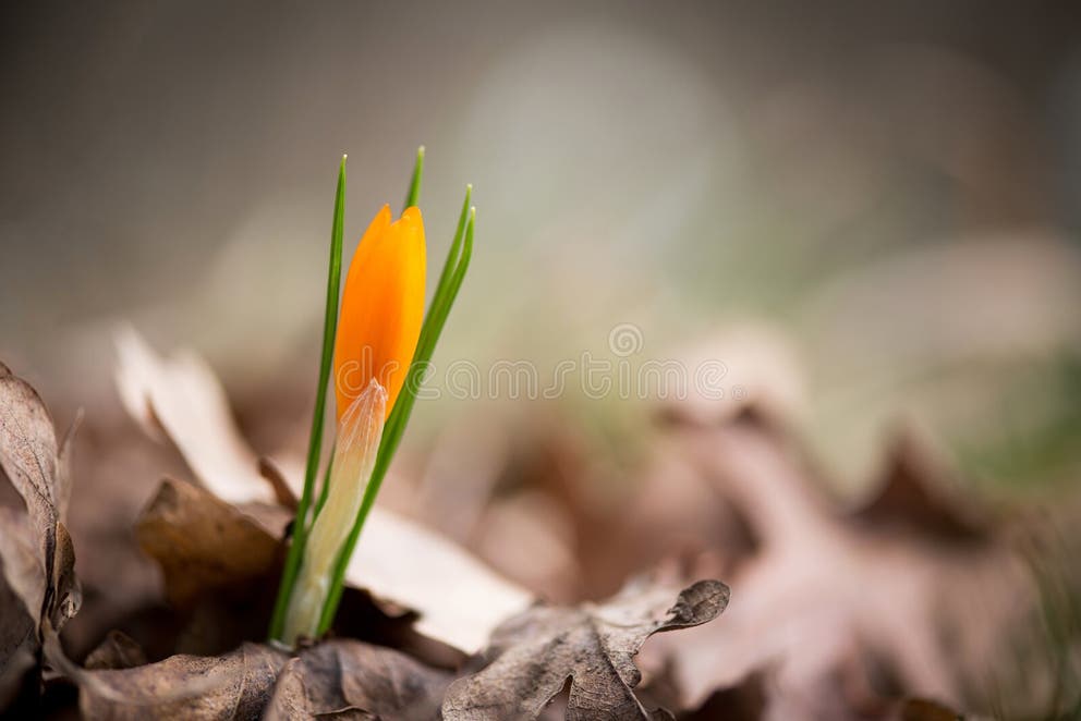 Sprouting Crocus in Spring Garden Stock Image - Image of season ...