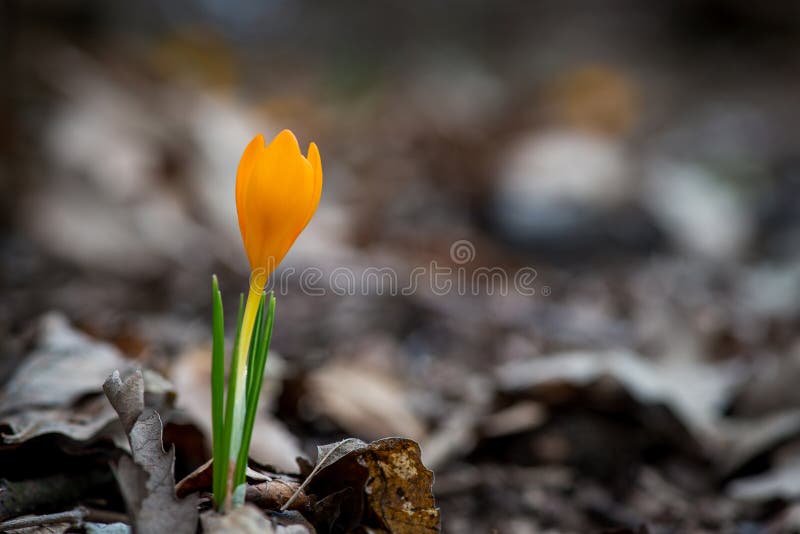 Sprouting Crocus in Spring Garden Stock Image - Image of earth, blossom ...