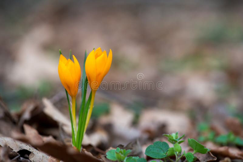 Sprouting Crocus in Spring Garden Stock Photo - Image of nature, beauty ...
