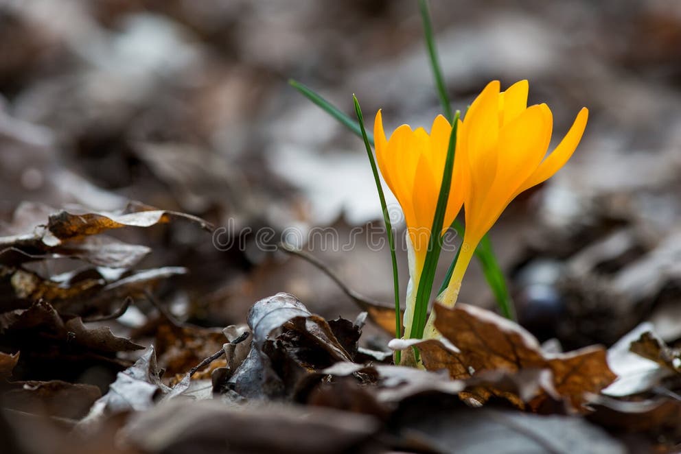 Sprouting Crocus in Spring Garden Stock Photo - Image of closeup ...