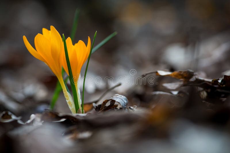Sprouting Crocus in Spring Garden Stock Image - Image of blossom, macro ...