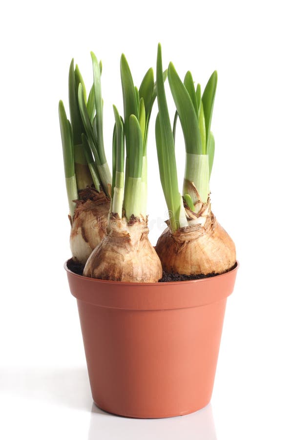 A Bunch of Miniature Daffodils Stock Image - Image of green, fresh ...