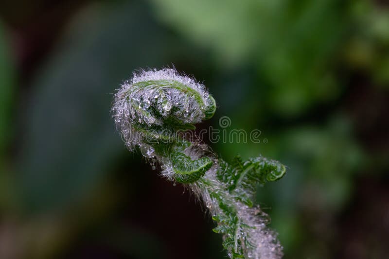 Sprouting Fern (Polypodiopsida or Polypodiophyta) Stock Photo - Image ...