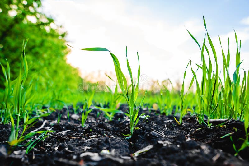 Sprouting Field of Maize, Corn Stock Image - Image of environment ...