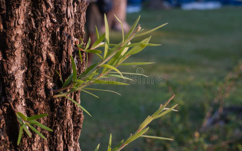 Sprouting Fig Leaves and Fig Stock Photo - Image of leafs, season: 38179906