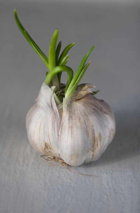 Sprouting fresh garlic stock photo. Image of food, clove - 38526210