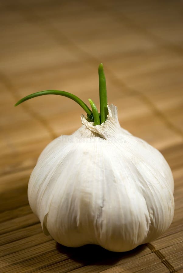 Sprouting garlic bulb stock image. Image of bulb, sprout - 237410687