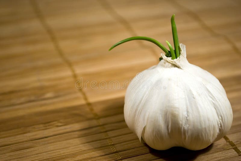Sprouting garlic bulb stock image. Image of bulb, sprout - 237410687