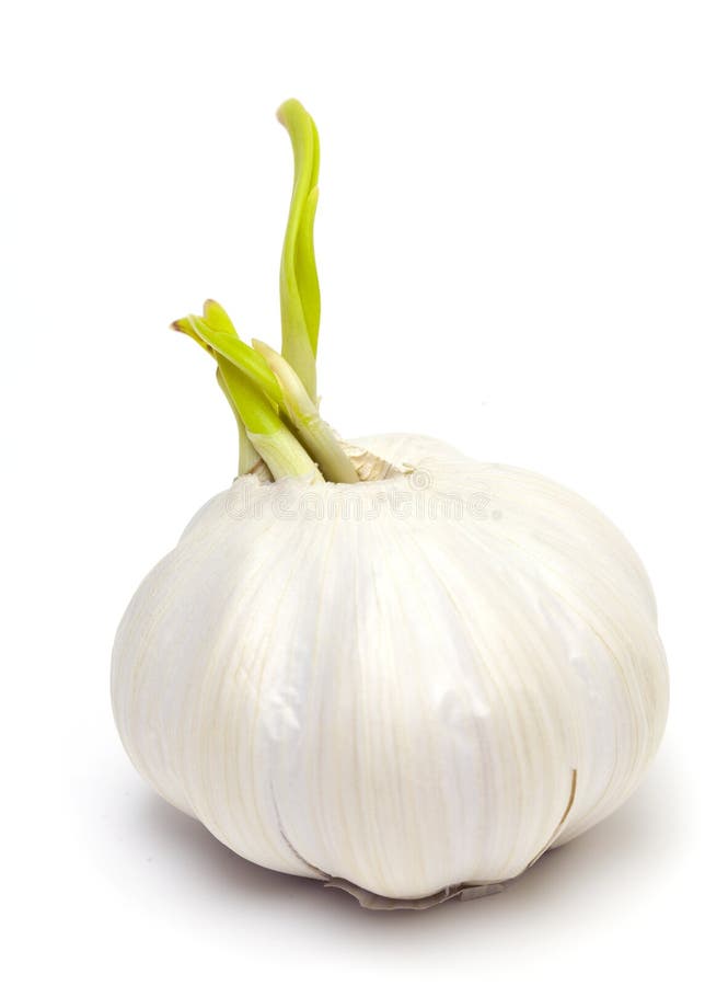 Sprouting garlic bulb stock image. Image of bulb, sprout - 237410687