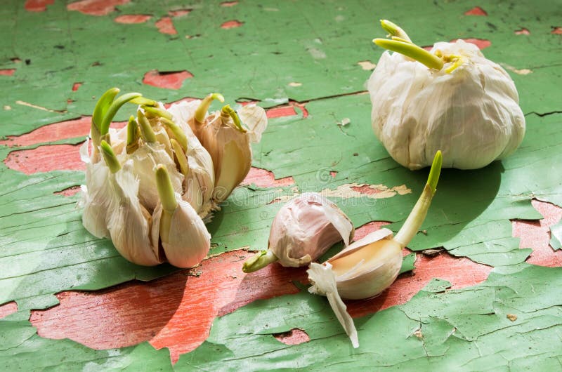 Sprouting garlic bulb stock image. Image of bulb, sprout - 237410687