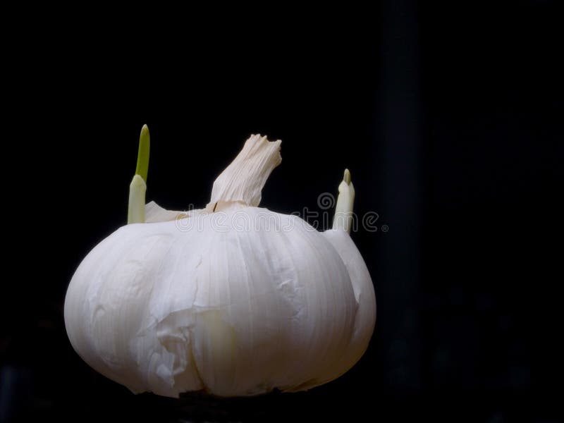 Sprouting garlic bulb stock image. Image of bulb, sprout - 237410687