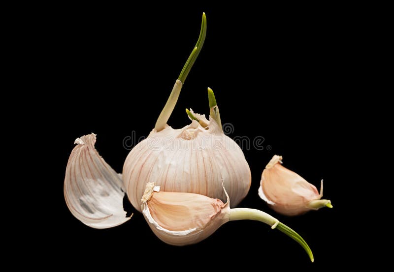 Sprouting garlic bulb stock image. Image of bulb, sprout - 237410687