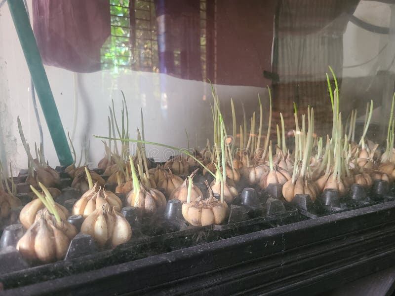 Sprouting garlic bulb stock image. Image of bulb, sprout - 237410687