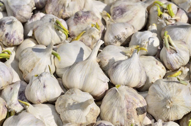 Sprouting garlic stock photo. Image of plant, garlic - 39121516