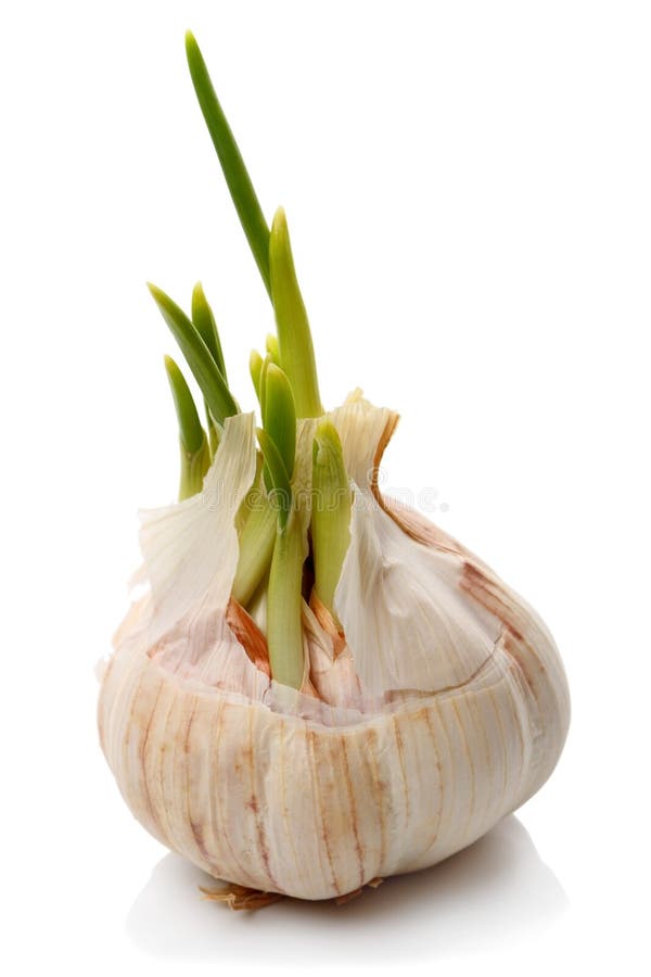 Sprouting garlic bulb stock image. Image of bulb, sprout - 237410687