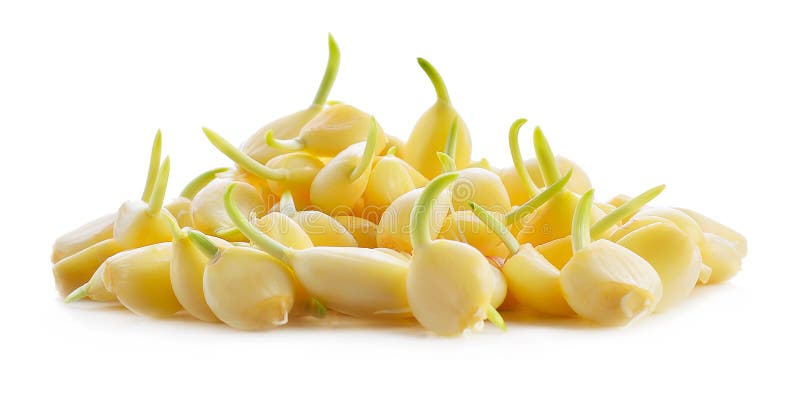 Sprouting garlic bulb stock image. Image of bulb, sprout - 237410687