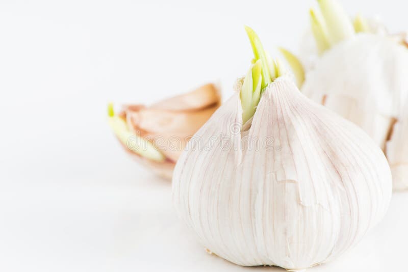 Sprouting garlic cloves stock photo. Image of seedling - 48906680