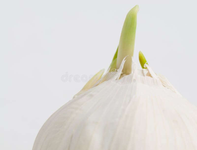 Sprouting garlic bulb stock image. Image of bulb, sprout - 237410687