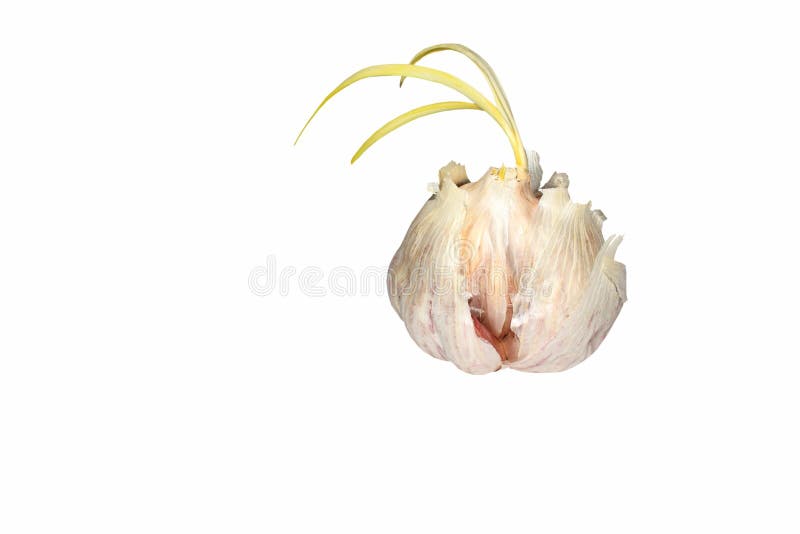 Sprouting garlic bulb stock image. Image of bulb, sprout - 237410687