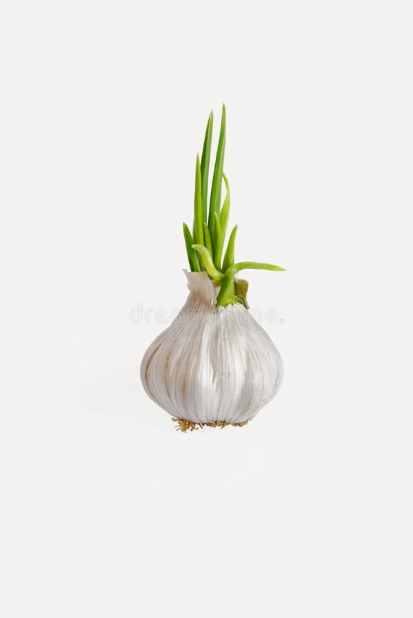 Sprouting garlic bulb stock image. Image of bulb, sprout - 237410687