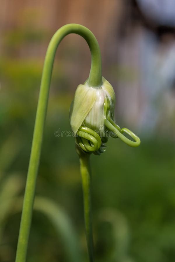 Sprouting garlic bulb stock image. Image of bulb, sprout - 237410687