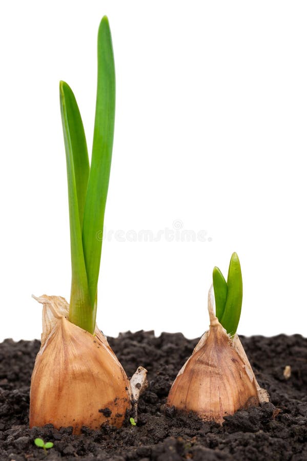 Sprouting garlic bulb stock image. Image of bulb, sprout - 237410687