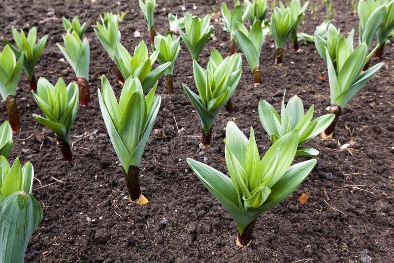 Sprouting garlic bulb stock image. Image of bulb, sprout - 237410687