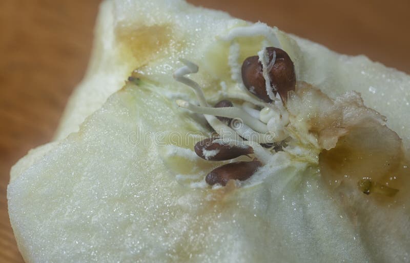 Sprouting Germinated Apple Seeds Stock Photos - Free & Royalty-Free ...
