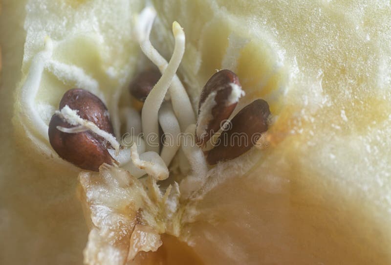 Sprouting Germinated Apple Seeds Inside the Flesh. Stock Photo - Image of mesocarp, growth ...