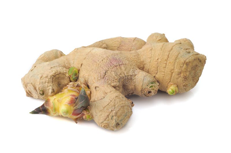 Sprouting ginger stock photo. Image of spice, healthy - 82564734