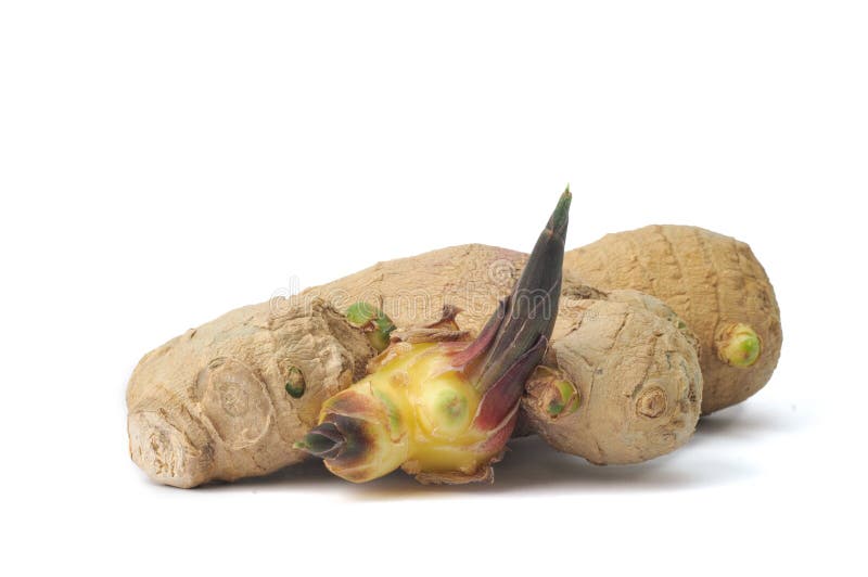 Sprouting ginger stock photo. Image of spice, healthy - 82564734