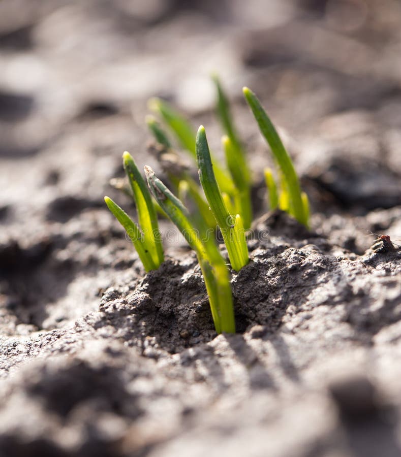 Sprouting grass. macro stock image. Image of landscape - 101374807
