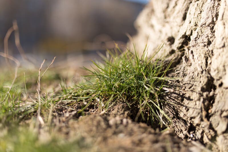 Sprouting grass. macro stock photo. Image of landscape - 100737290