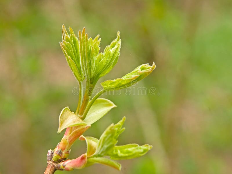 Sprouting Green Leafs of a Box Elder Tree Stock Photo - Image of growth ...